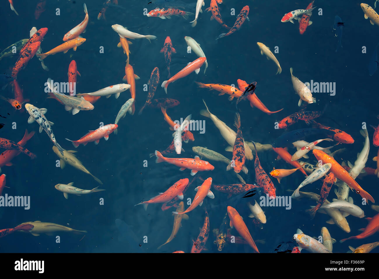 Group of beautiful Red Koi carps (fishes) in dark background. Symbols ...