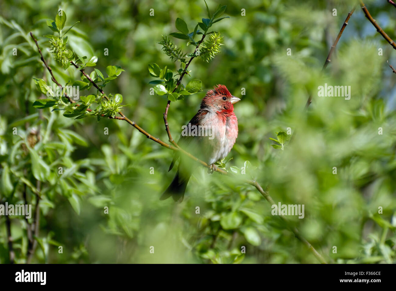 Carpodacus erythrinus hi-res stock photography and images - Alamy