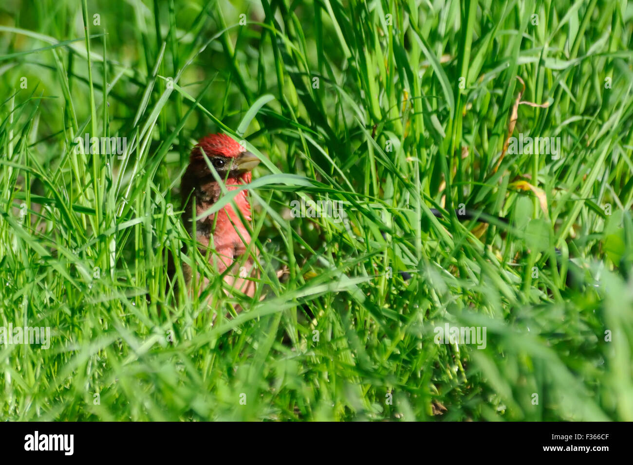 Hidden in grass hi-res stock photography and images - Alamy