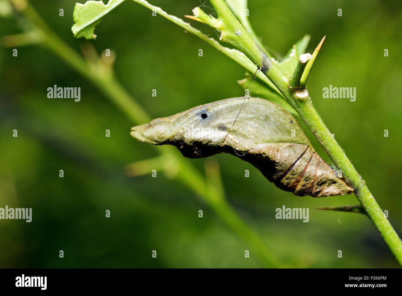 Chrysalis of butterfly hi-res stock photography and images - Alamy