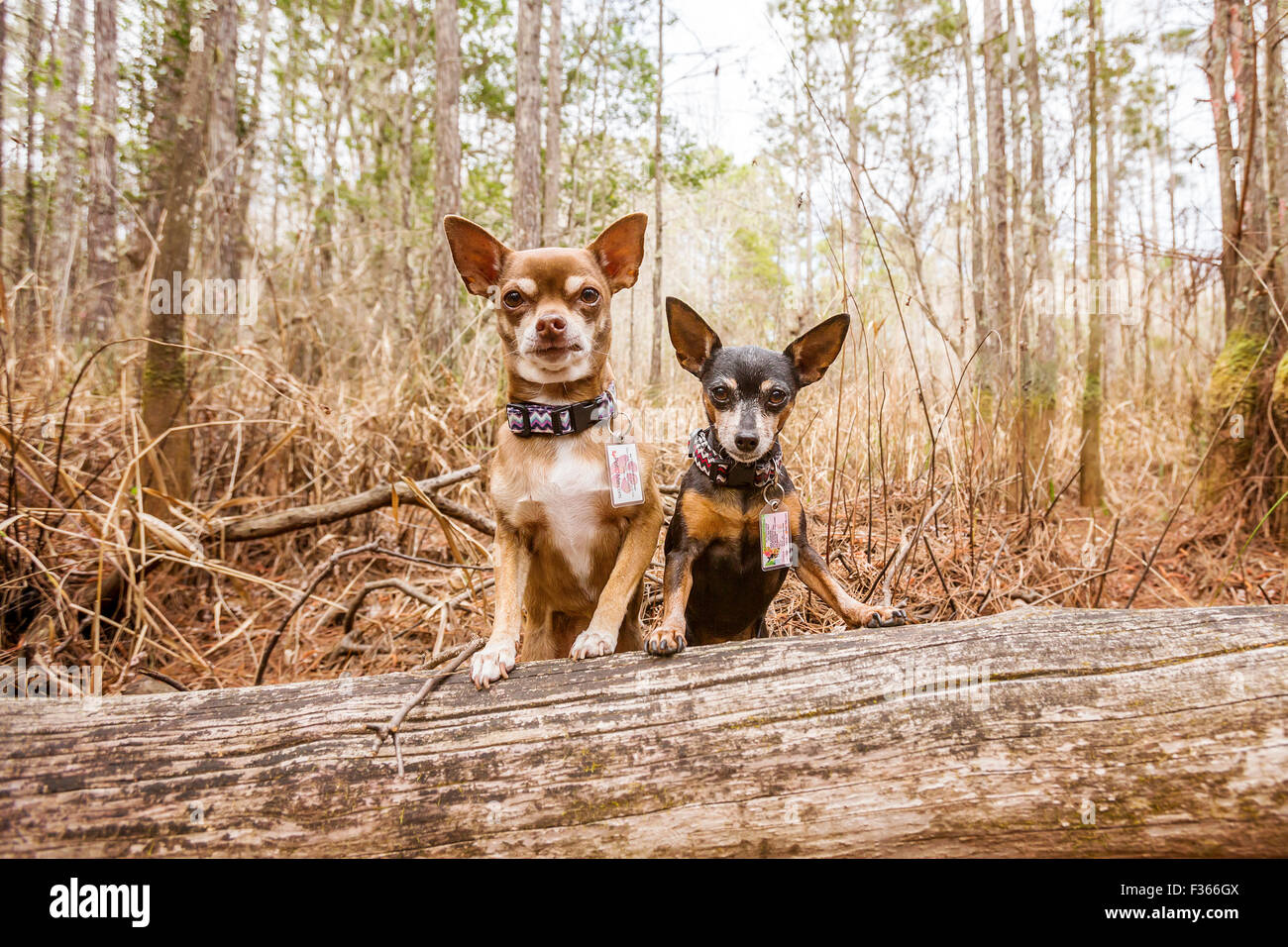 Red and tan dogs hi-res stock photography and images - Alamy