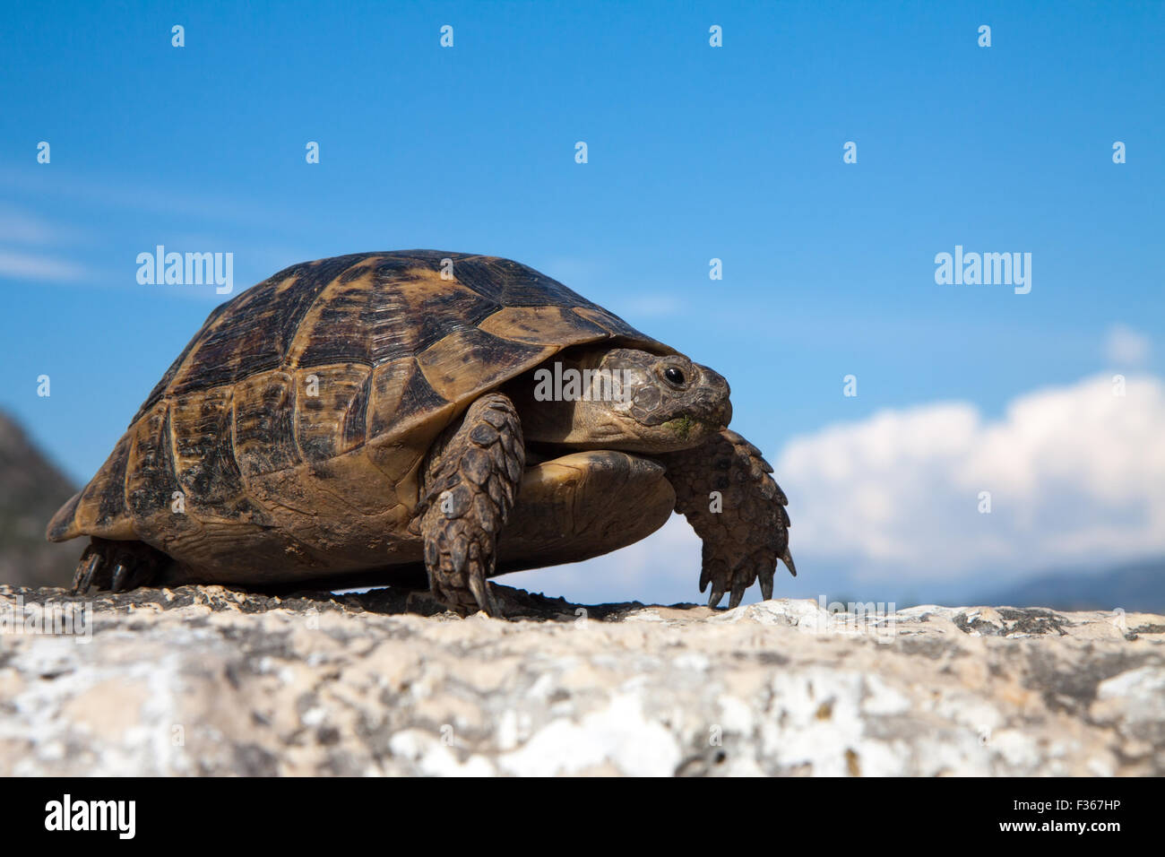 Steppe turtle hi-res stock photography and images - Alamy