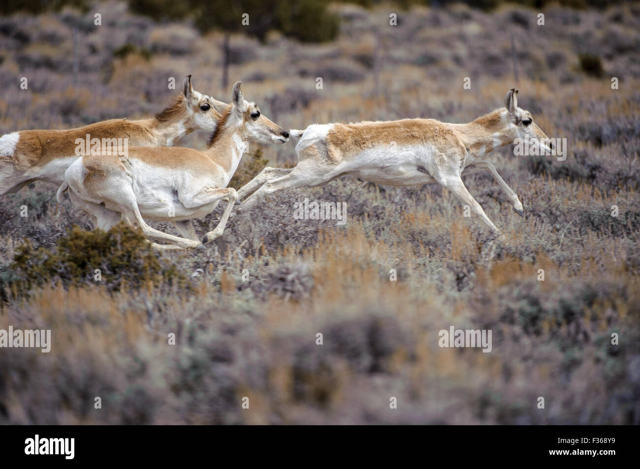 Pronghorn Antelope (Antilocapra americana), Sand Wash Basin, Colorado ...