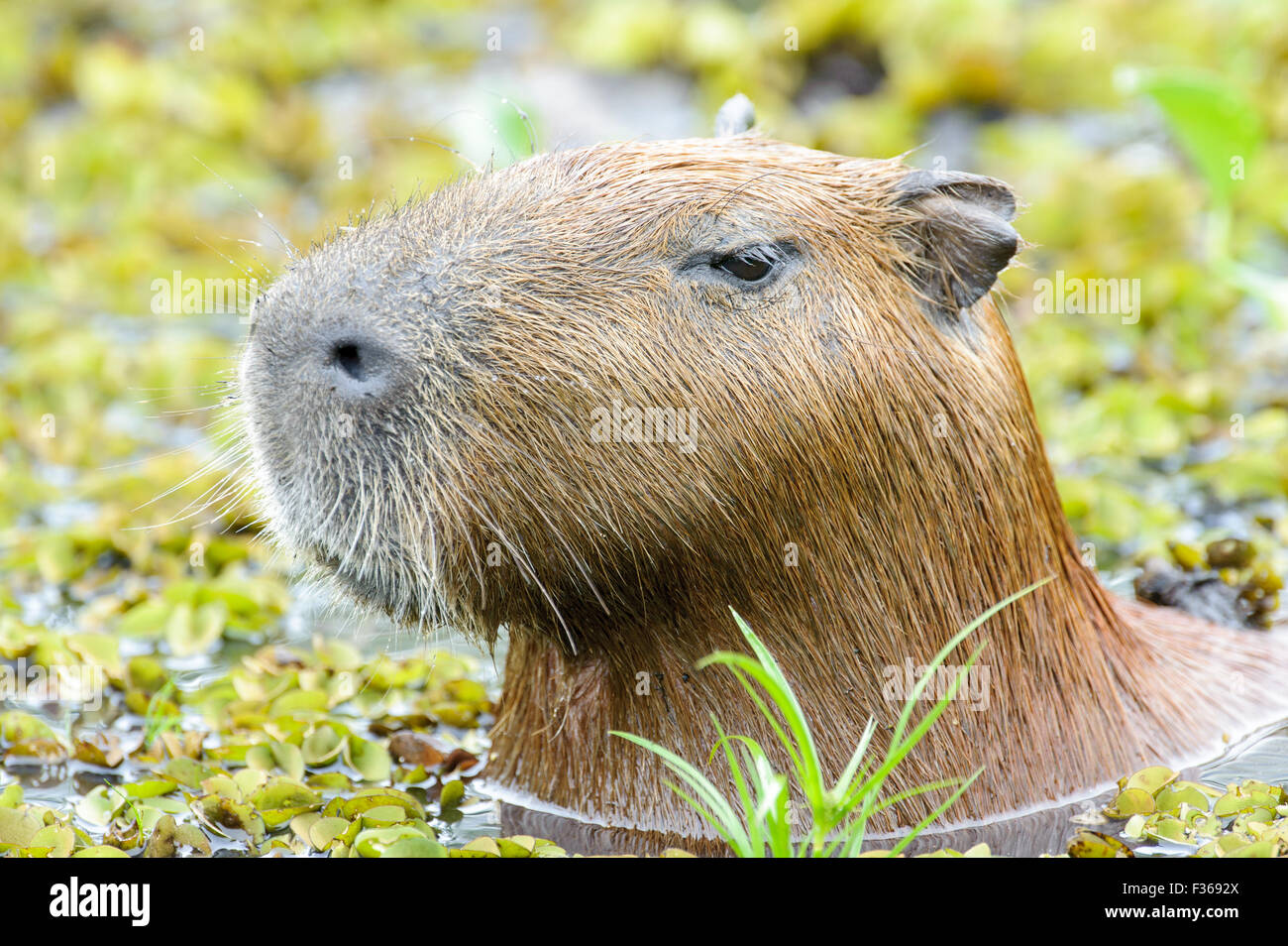 Pin by Viktor on Capybara | Capybara, Small ponds, Stock photos