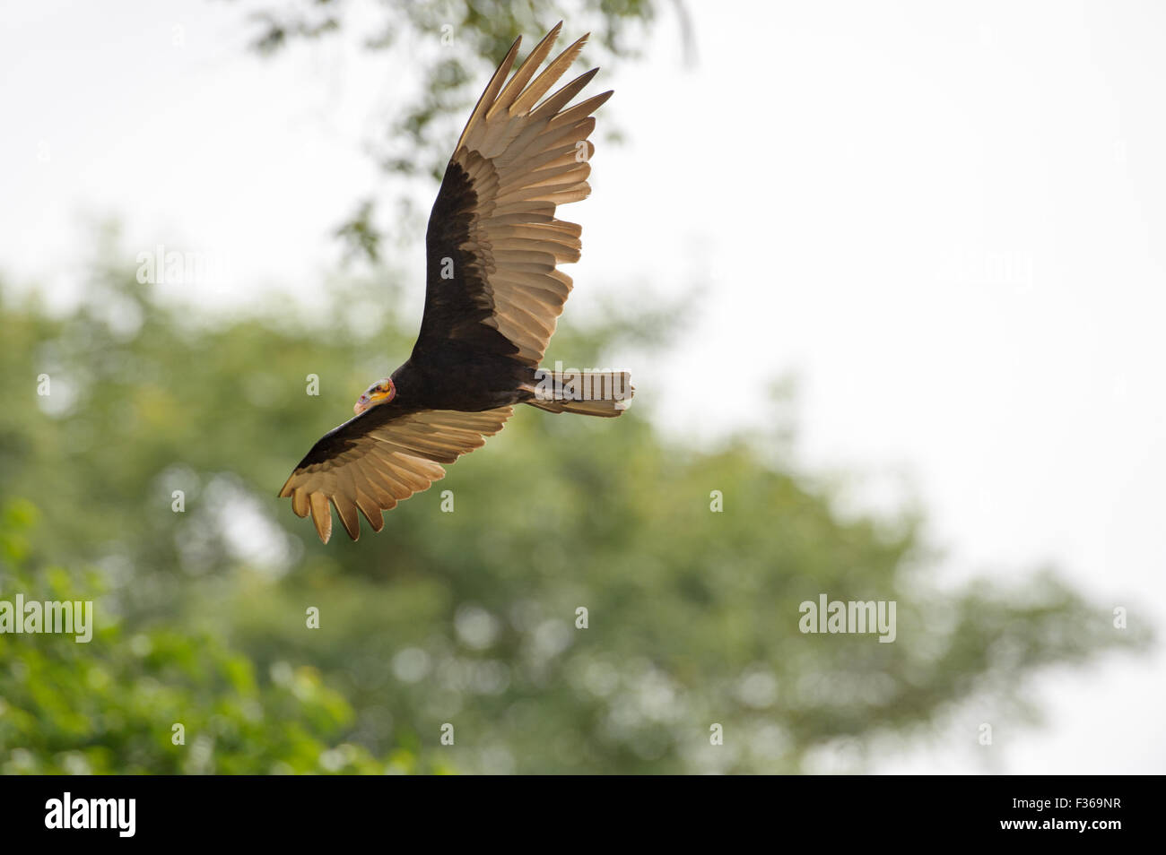Lesser Yellow-headed Vulture (Cathartes burrovianus) , Araras Ecolodge ...