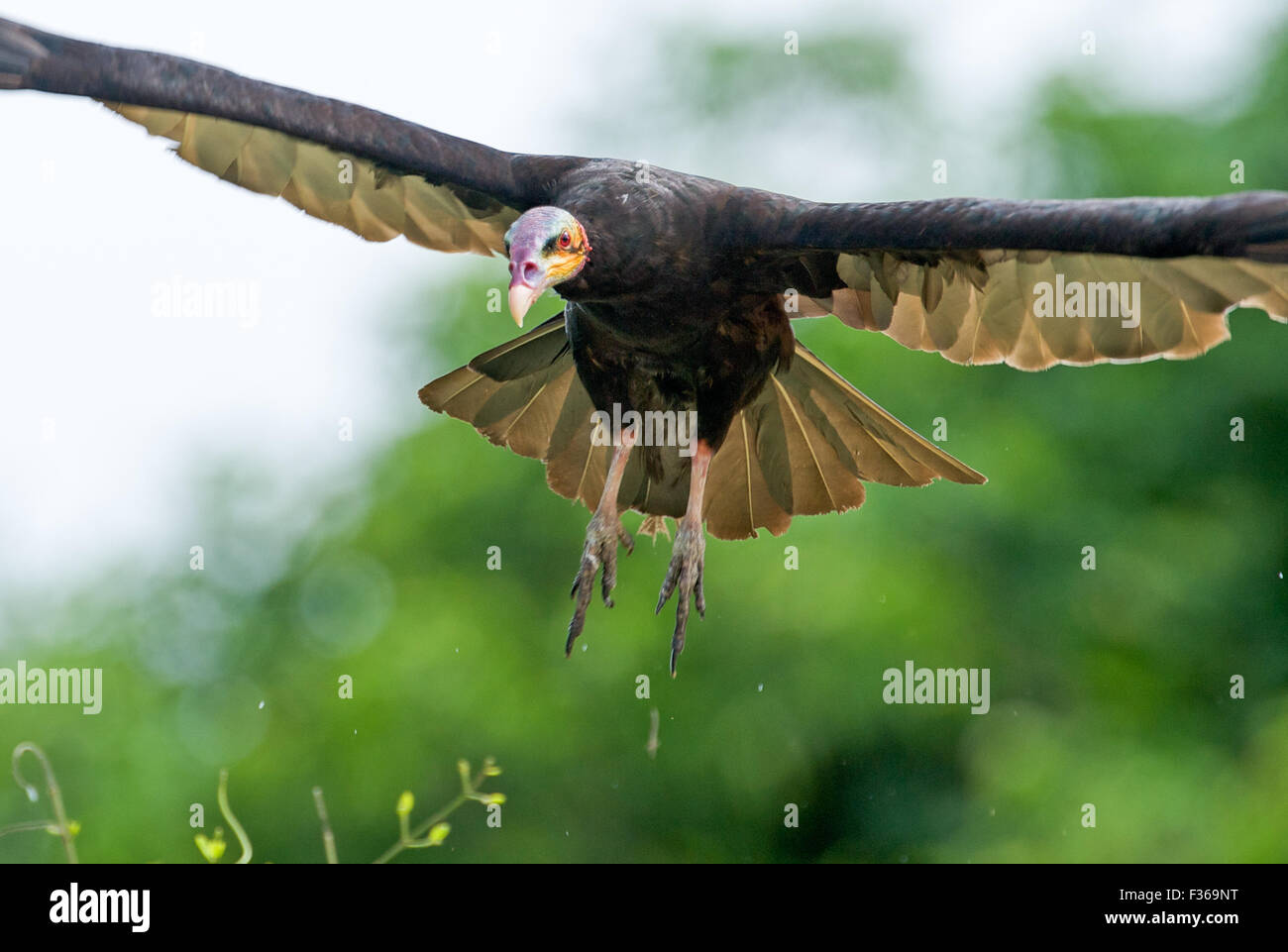 Lesser Yellow-headed Vulture (Cathartes burrovianus) , Araras Ecolodge ...