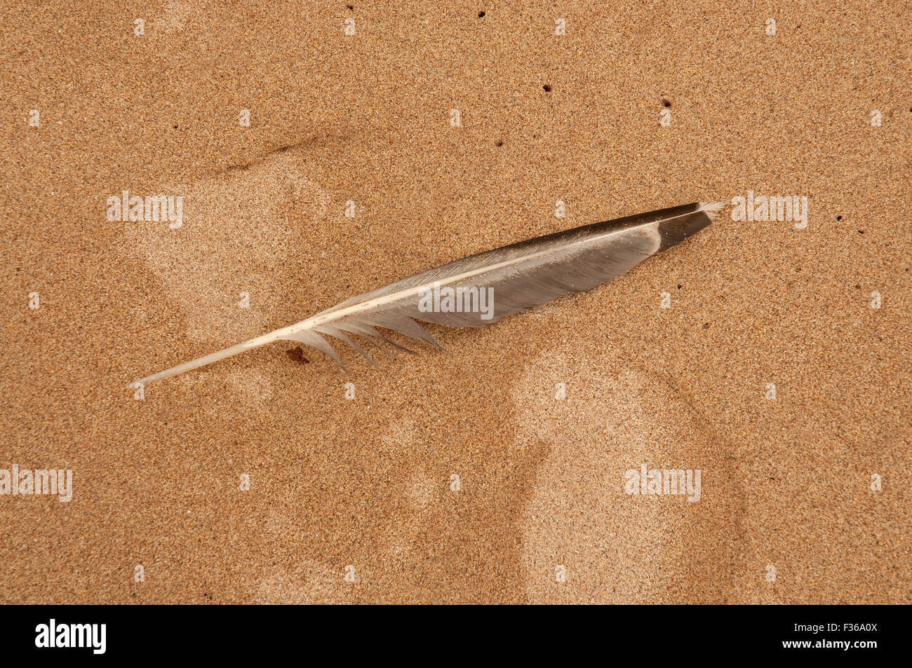 Herring Gull Feather on the beach at Oldshoremore Bay Stock Photo - Alamy
