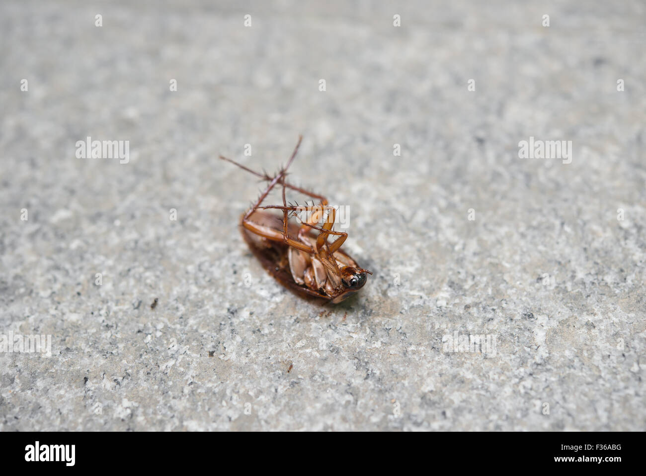 cockroach eaten by ants Stock Photo - Alamy