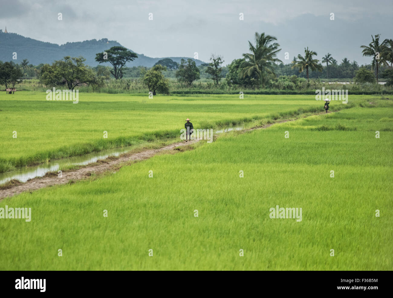 Path through rice fields in southern Myanmar Stock Photo - Alamy