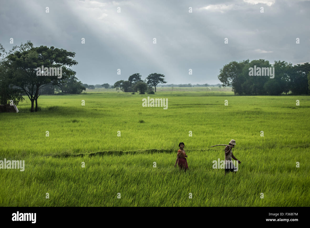 Rice fields outside Yangon, Myanmar Stock Photo - Alamy
