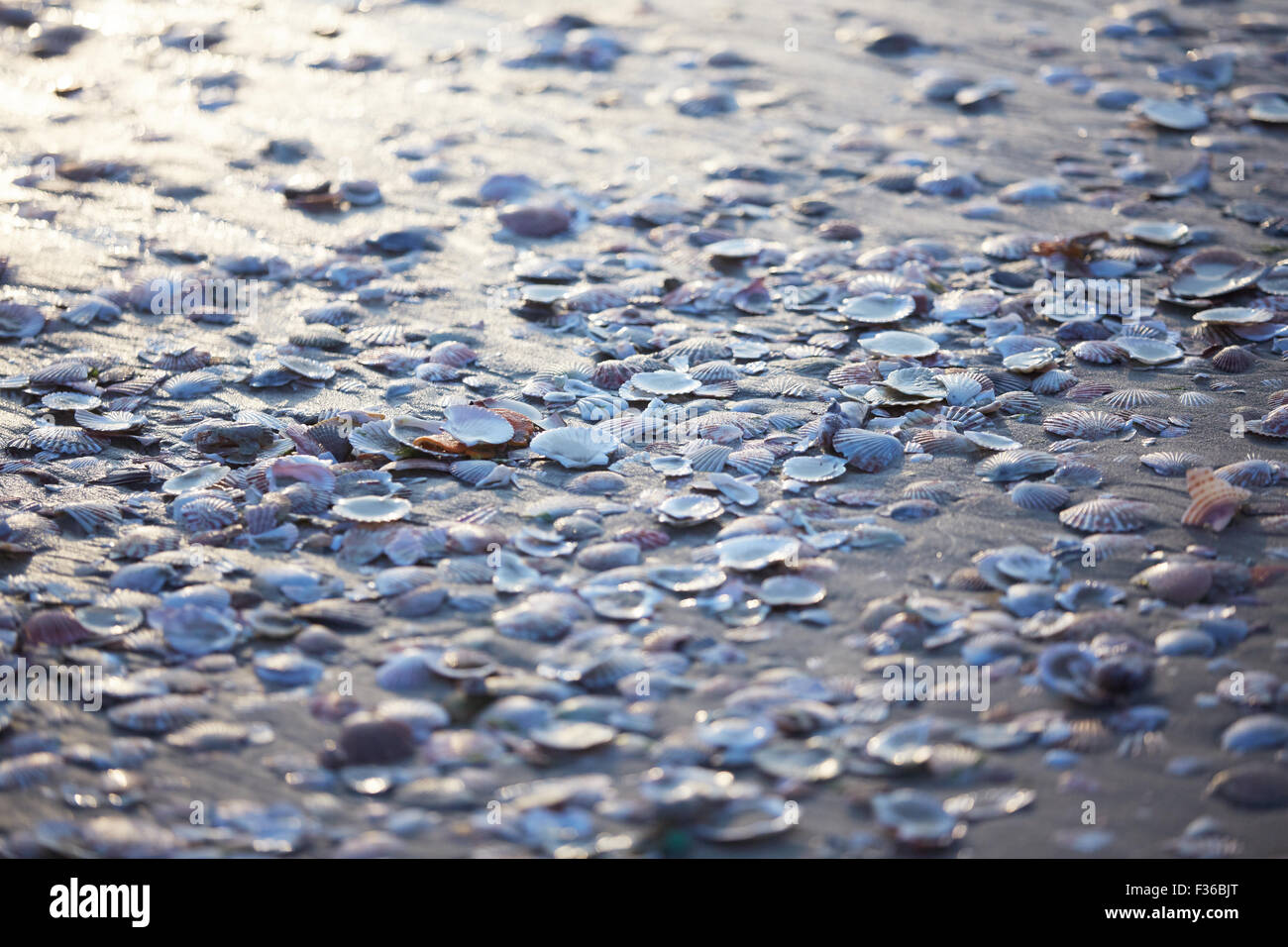 texture set of mollusk shells, mussels on the shore with sunlight ...