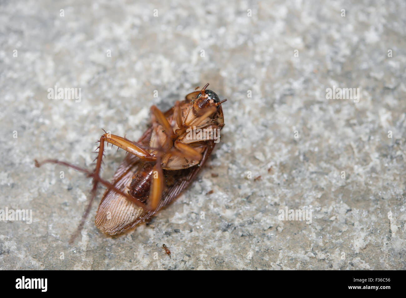 cockroach eaten by ants close up Stock Photo - Alamy