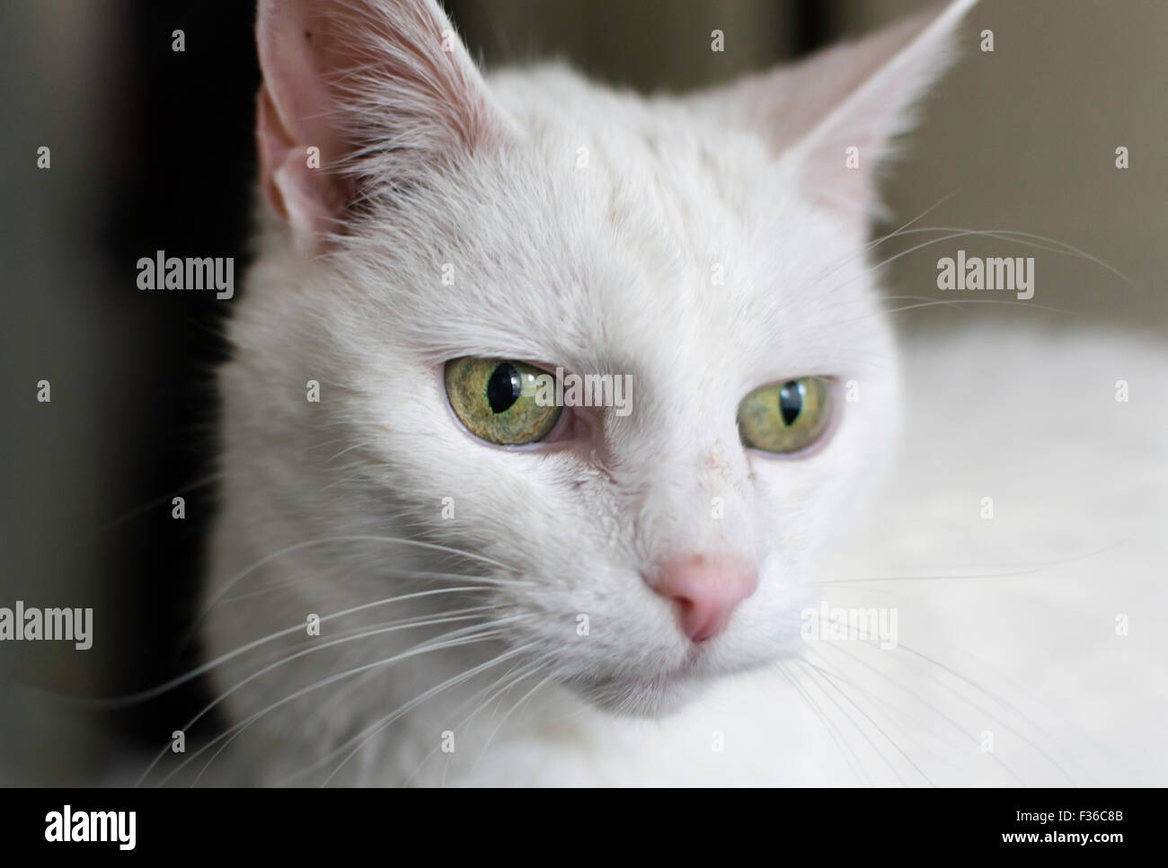 Casper the cat. Starring off into the distance, camera focused on the ...