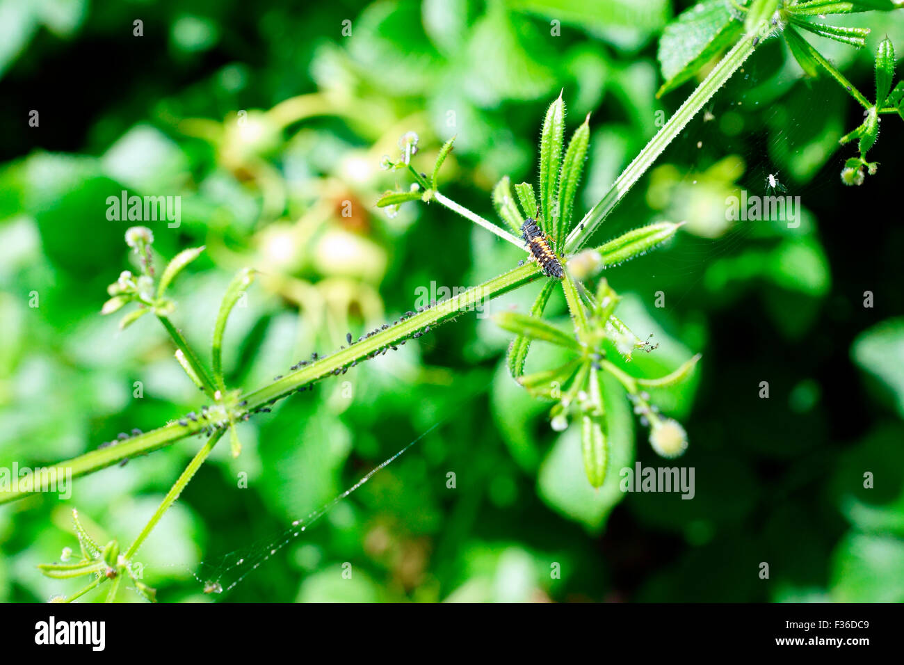 Dark brown ladybug hi-res stock photography and images - Alamy