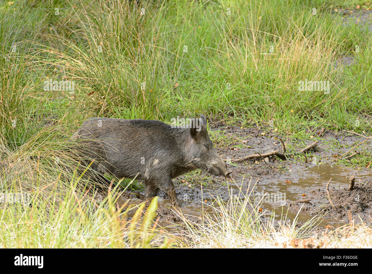 Wild Boar in the Forest of Dean, UK Stock Photo - Alamy