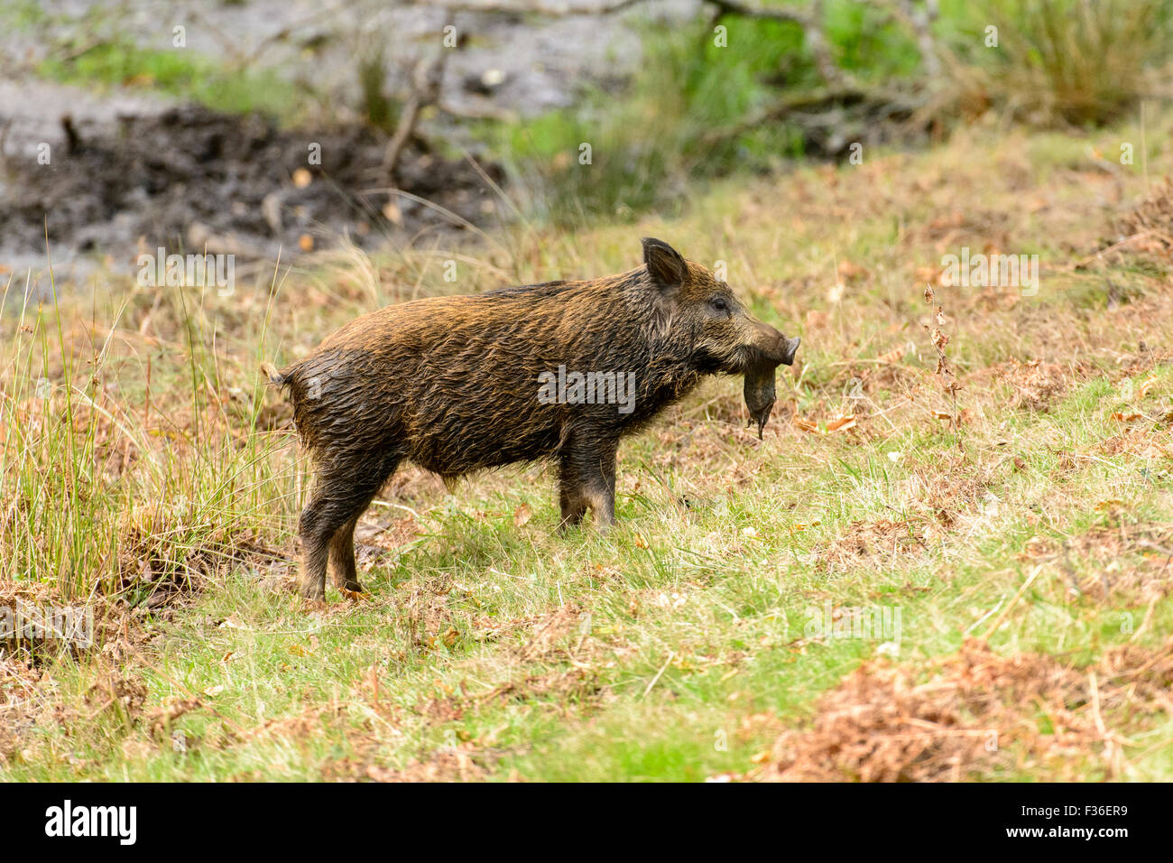 Wild Boar in the Forest of Dean, UK Stock Photo - Alamy
