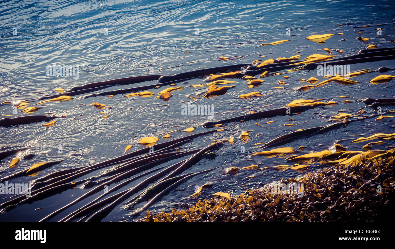 Seaweed kelp floating hi-res stock photography and images - Alamy
