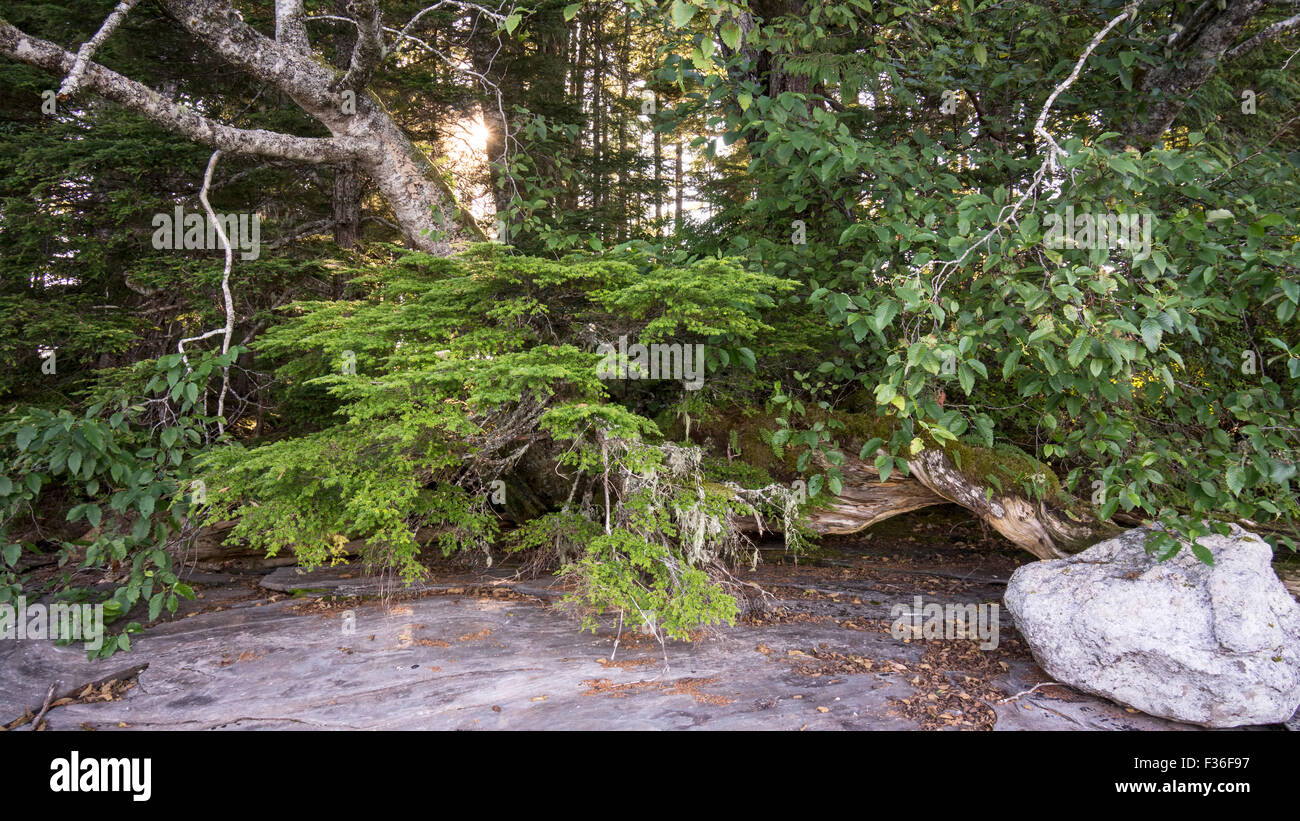 Alaska summer birch forest hi-res stock photography and images - Alamy