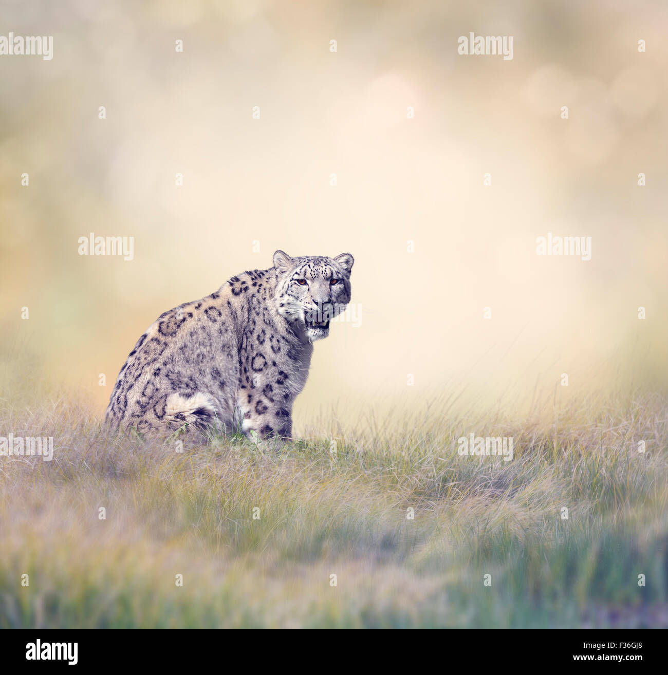 Snow leopard animal hi-res stock photography and images - Alamy