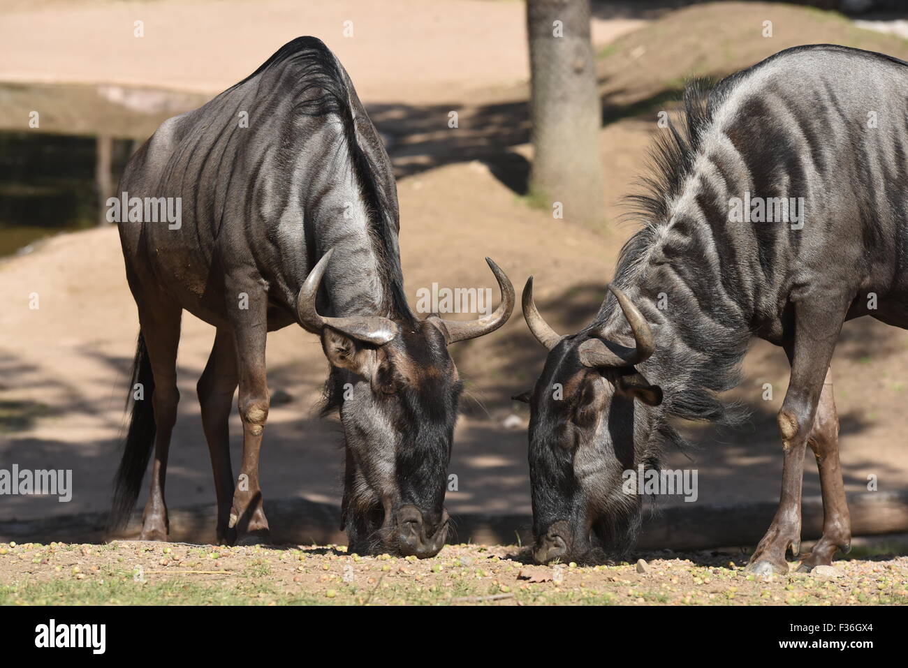 Blue wildebeest - Connochaetes taurinus taurinus Stock Photo - Alamy