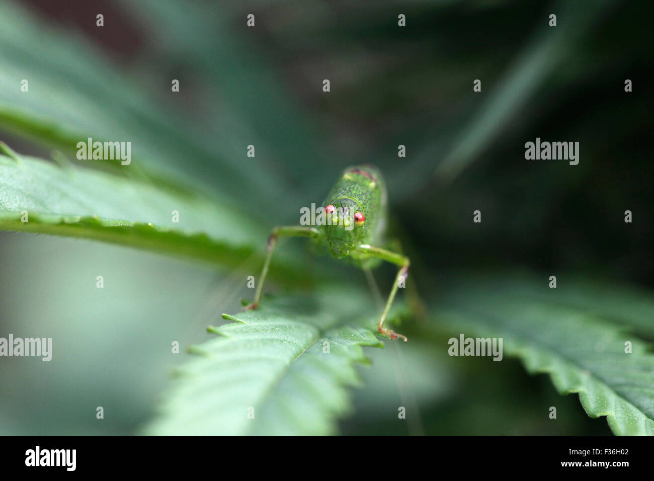 Little green grasshopper looking at the camera with his red eyes and ...
