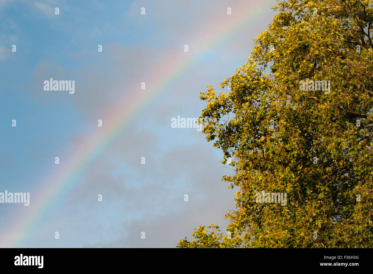 Tree refraction rainbow hi-res stock photography and images - Alamy