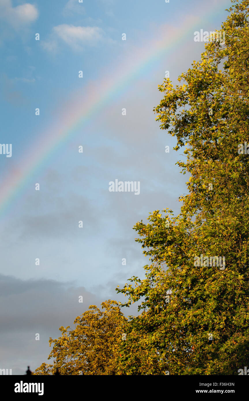 Rainbow tree hi-res stock photography and images - Alamy