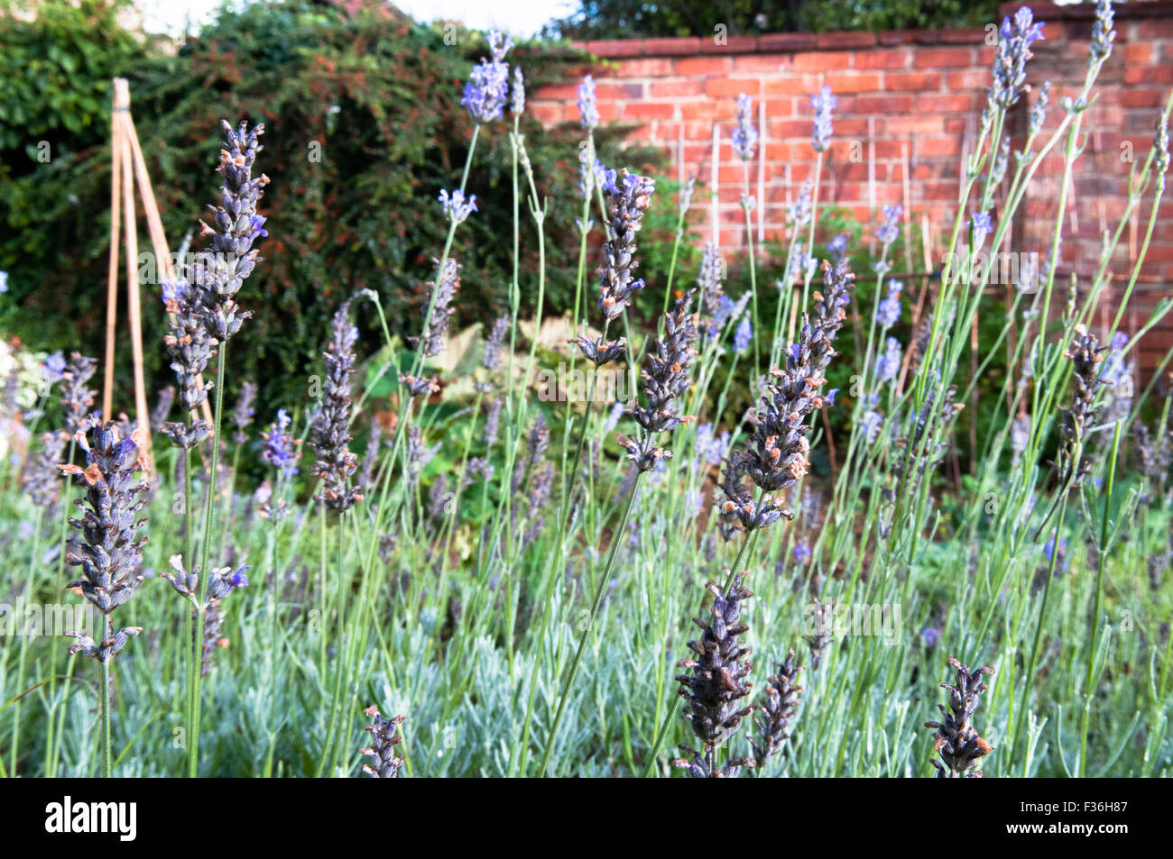 Lavender plants growing hi-res stock photography and images - Alamy