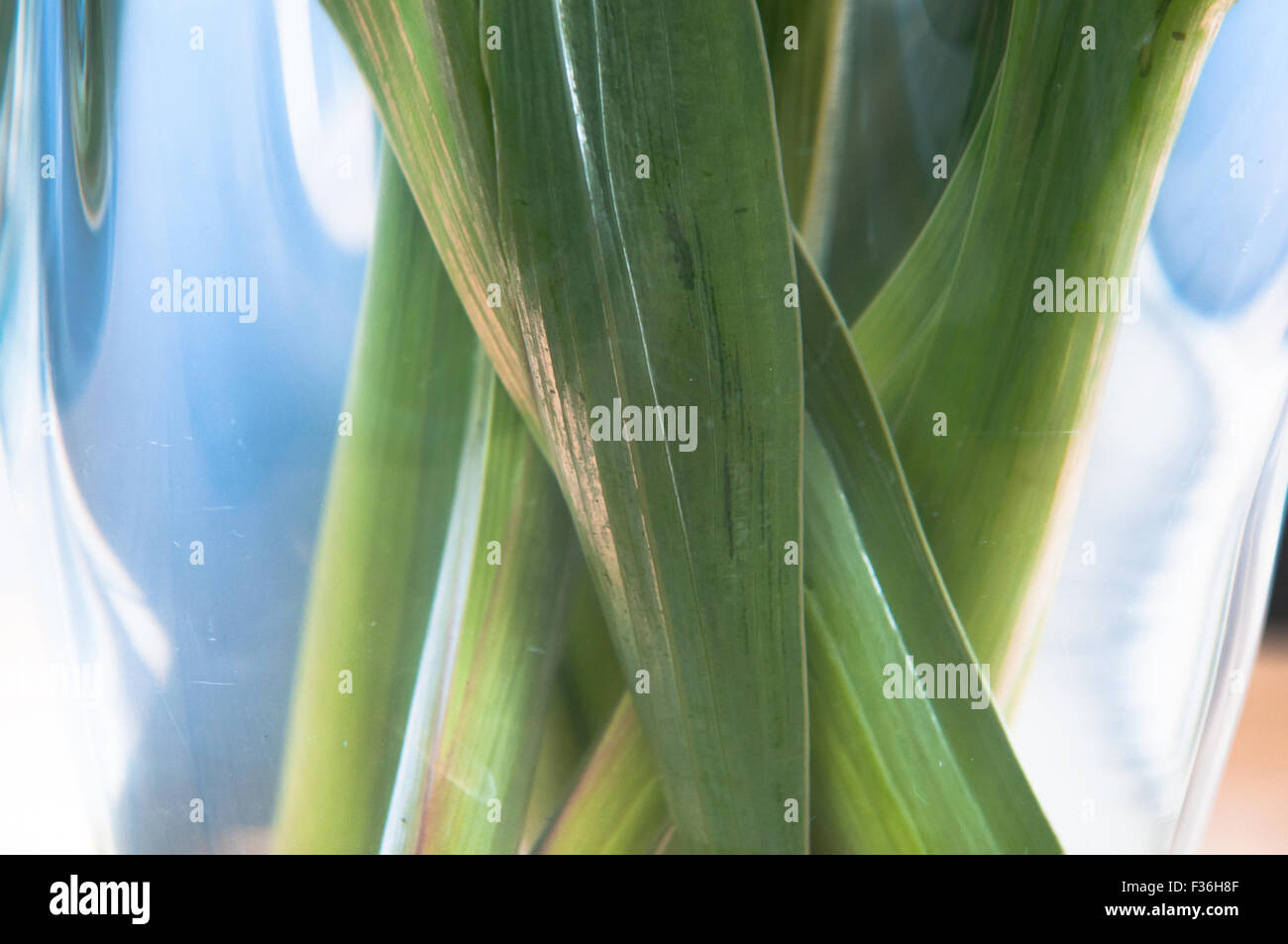 Abstract flower stems in a vase Stock Photo - Alamy