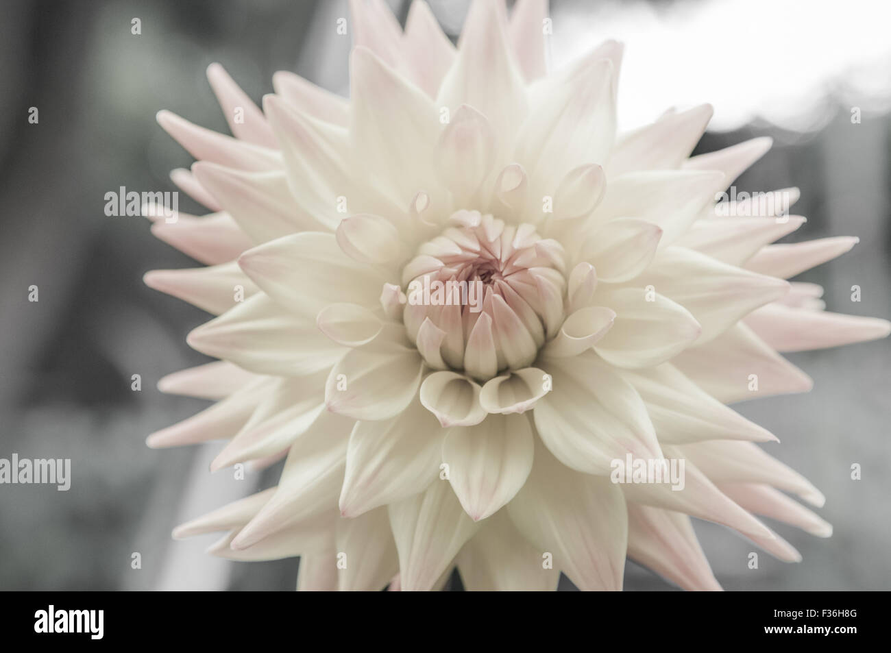 Flower color explosion hi-res stock photography and images - Alamy