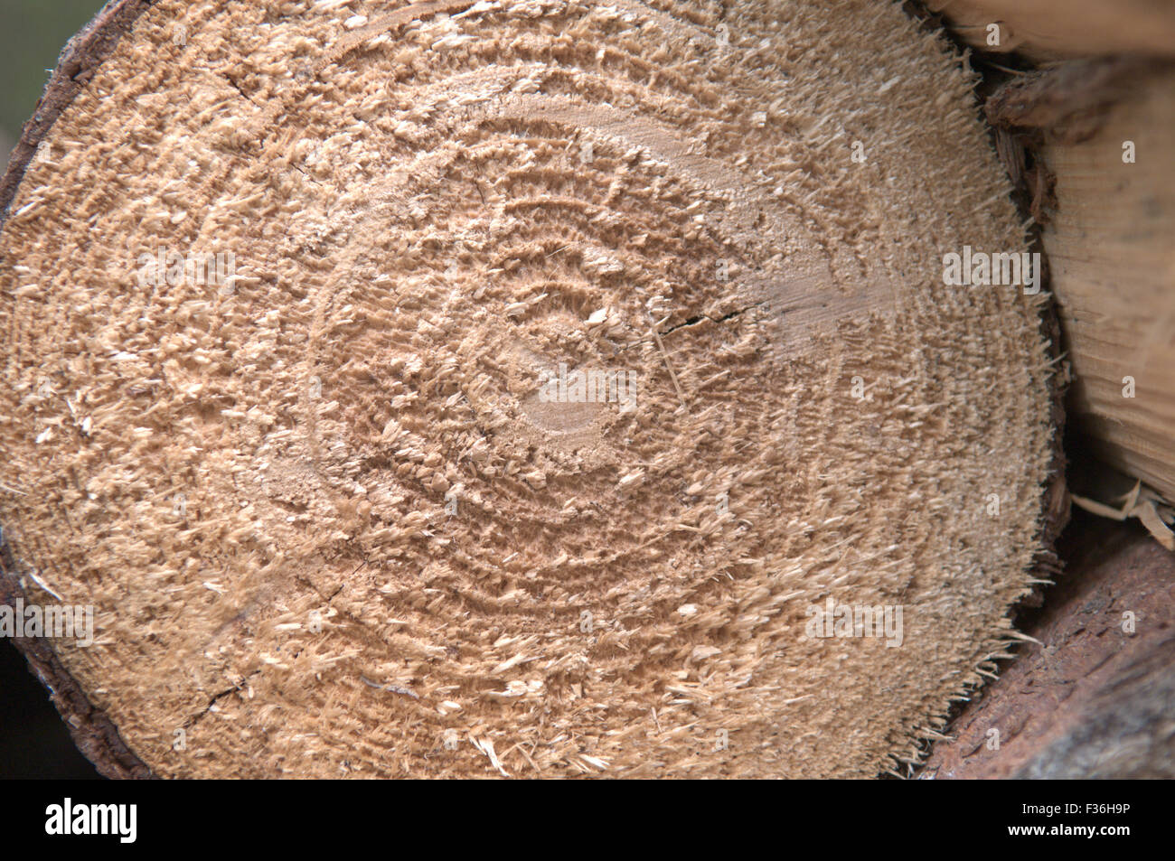End of a chopped log showing rough grain Stock Photo - Alamy