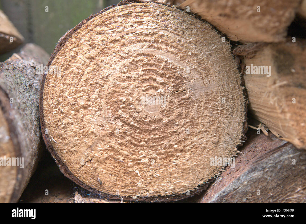 End of a chopped log showing rough grain Stock Photo - Alamy