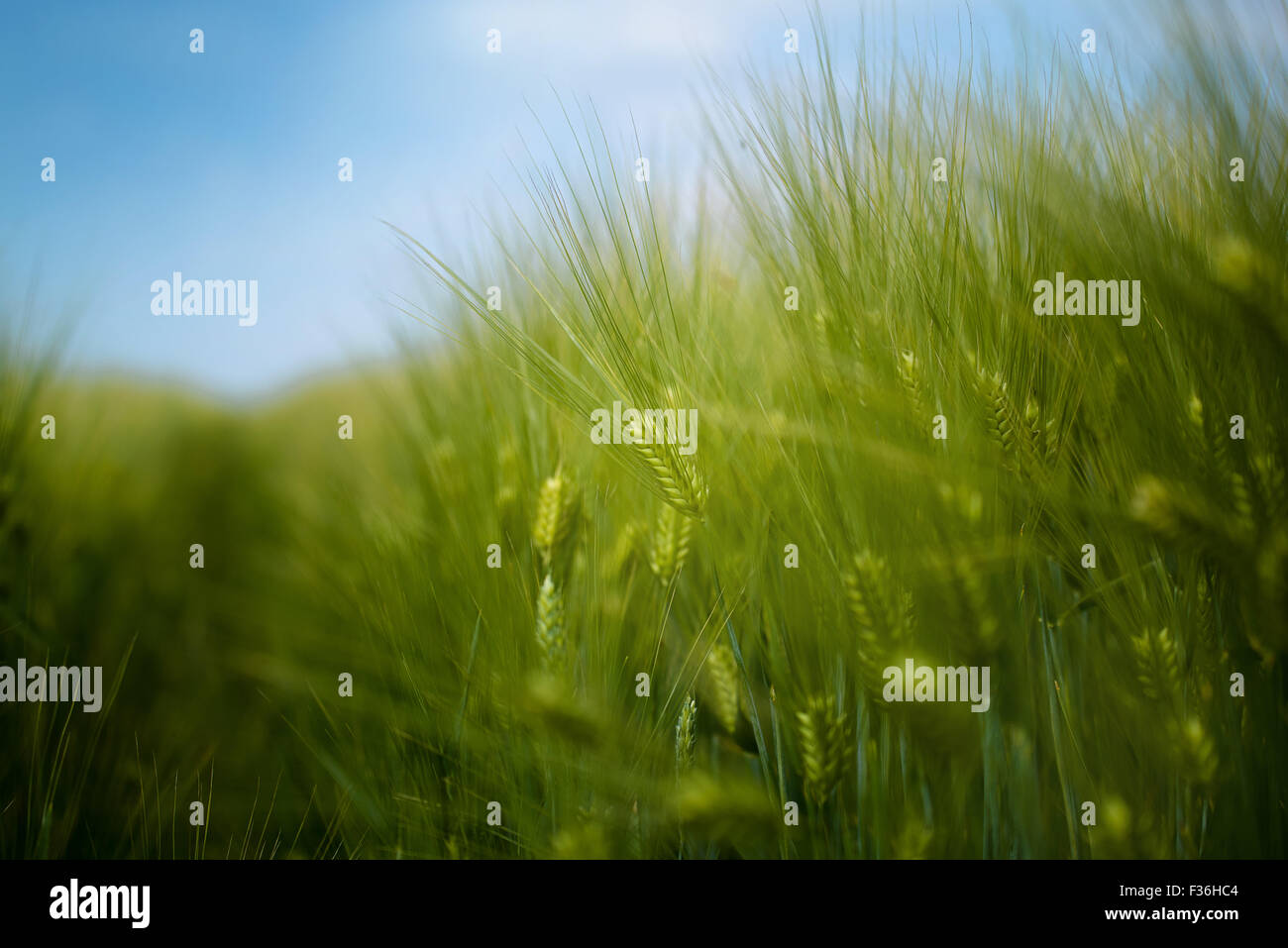 Barley growth hi-res stock photography and images - Alamy