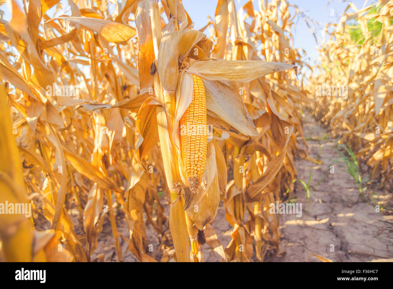 Harvest ready corn on stalk in cultivated maize field, close up with ...