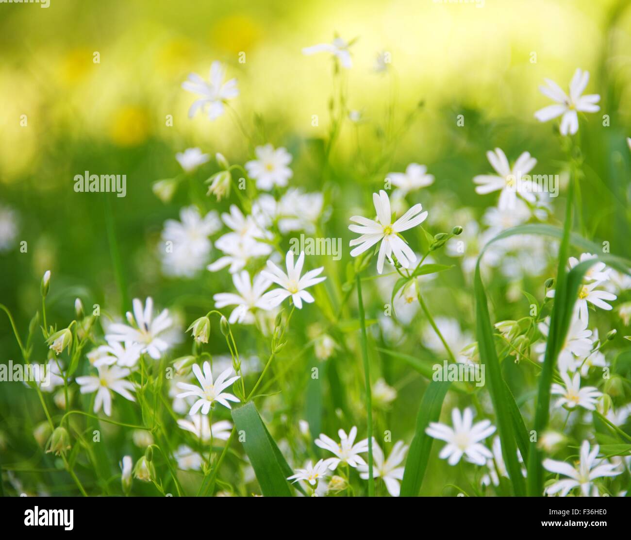 Beautiful flower field Stock Photo - Alamy