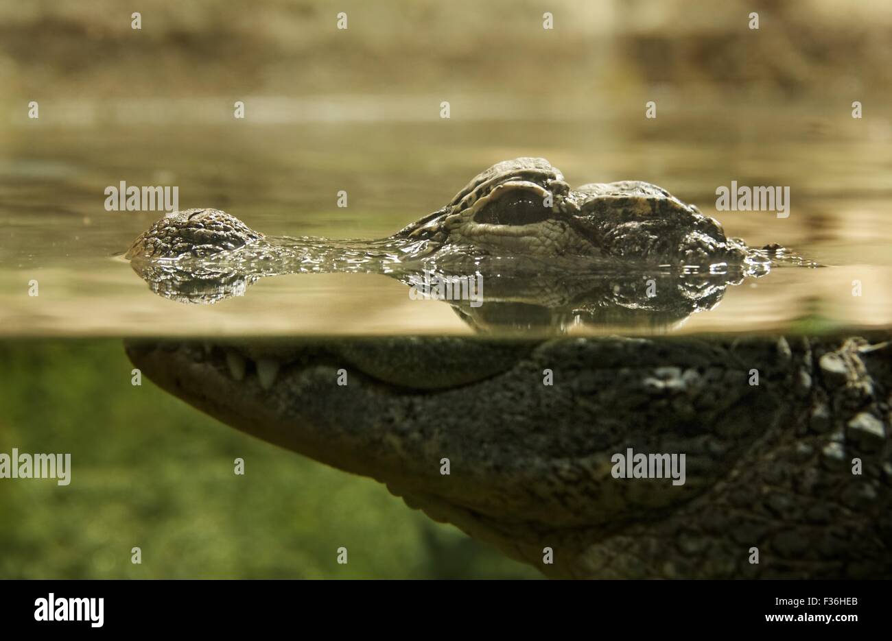 The attack crocodile jaws of a crocodile hi-res stock photography and ...