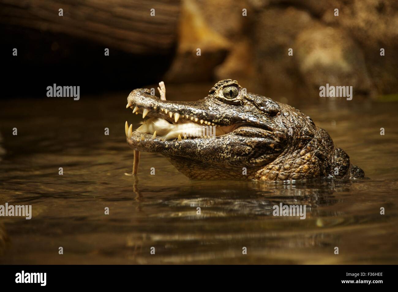 The Attack Crocodile Jaws Of A Crocodile High Resolution Stock ...