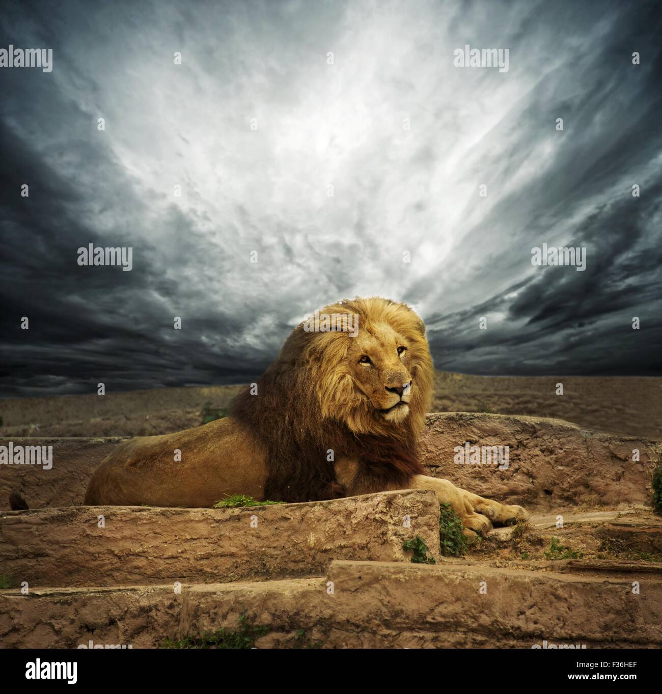 The lion of the desert hi-res stock photography and images - Alamy