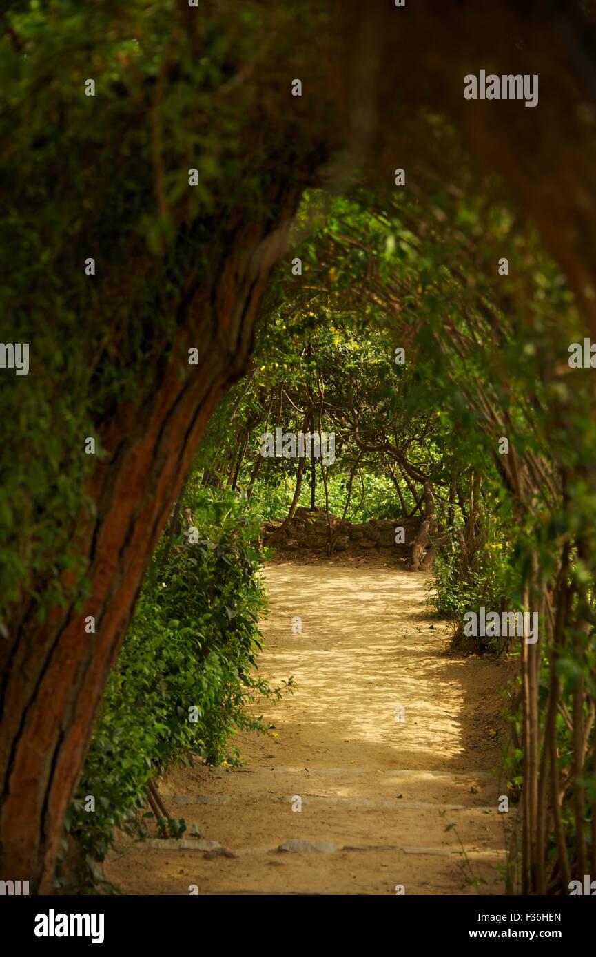 Path through green trees Stock Photo - Alamy