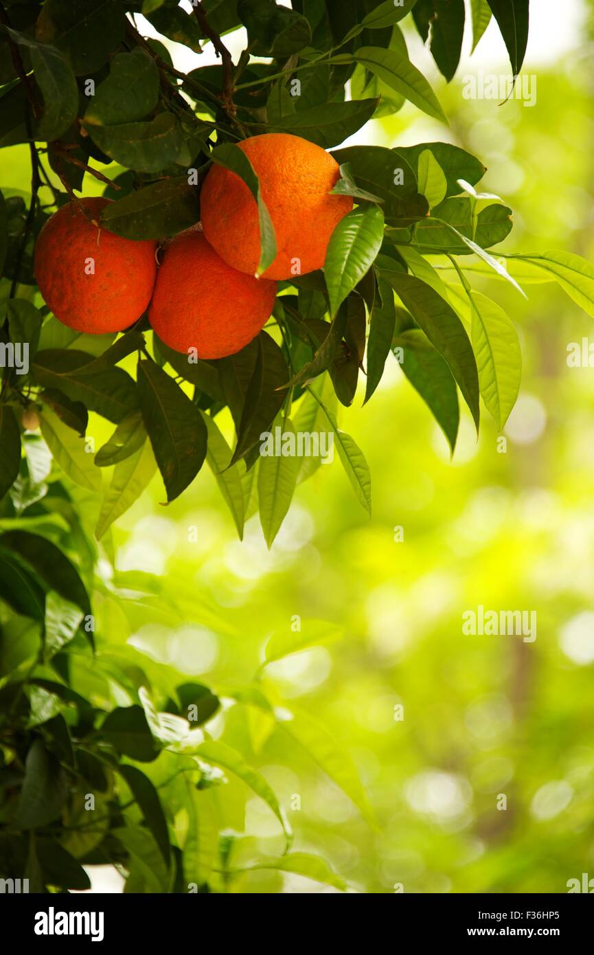 Close-up of an orange tree Stock Photo - Alamy