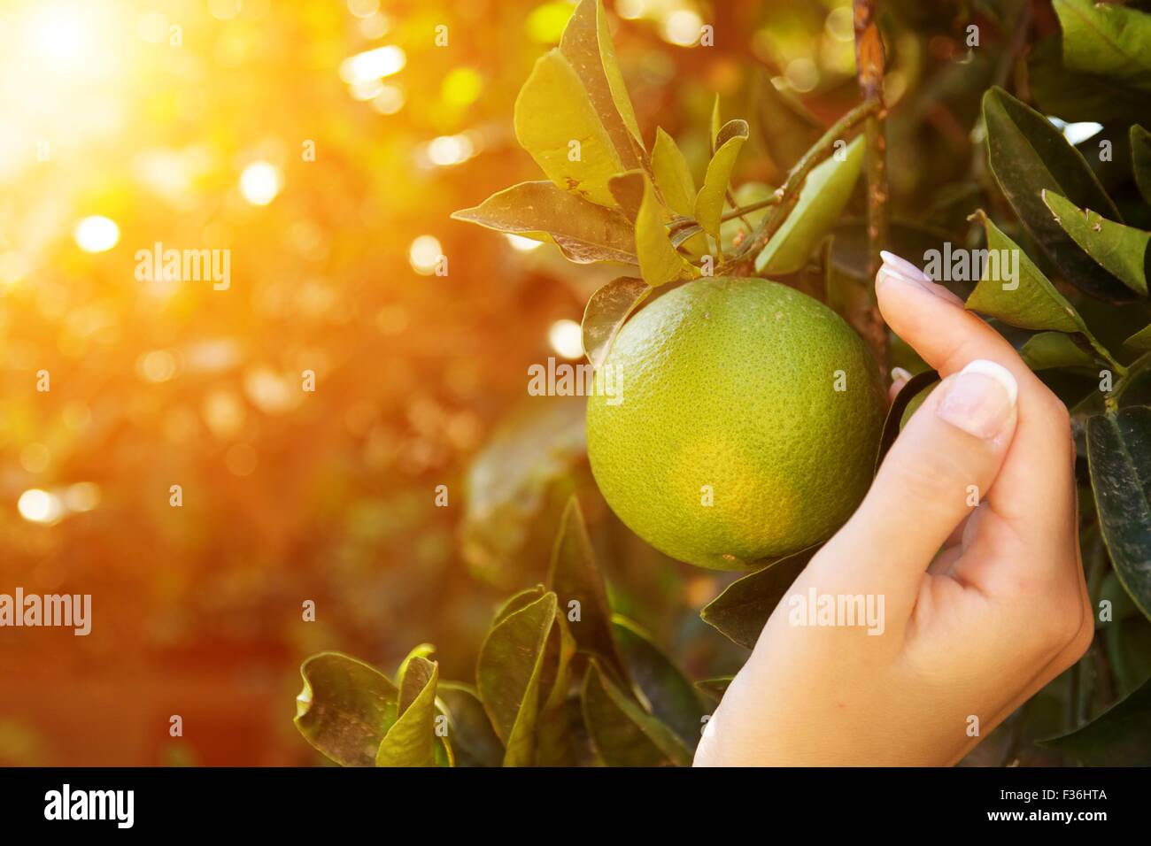 Close-up of an orange tree Stock Photo - Alamy