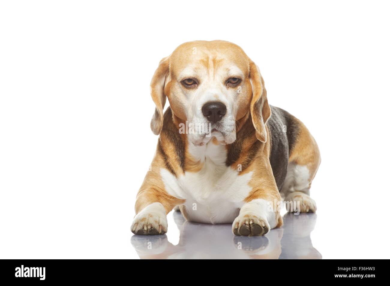 Beagle dog isolated on white background Stock Photo - Alamy