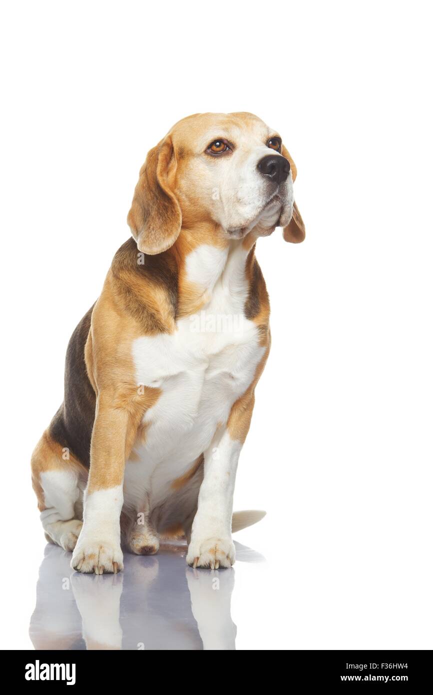 Beagle dog isolated on white background Stock Photo - Alamy