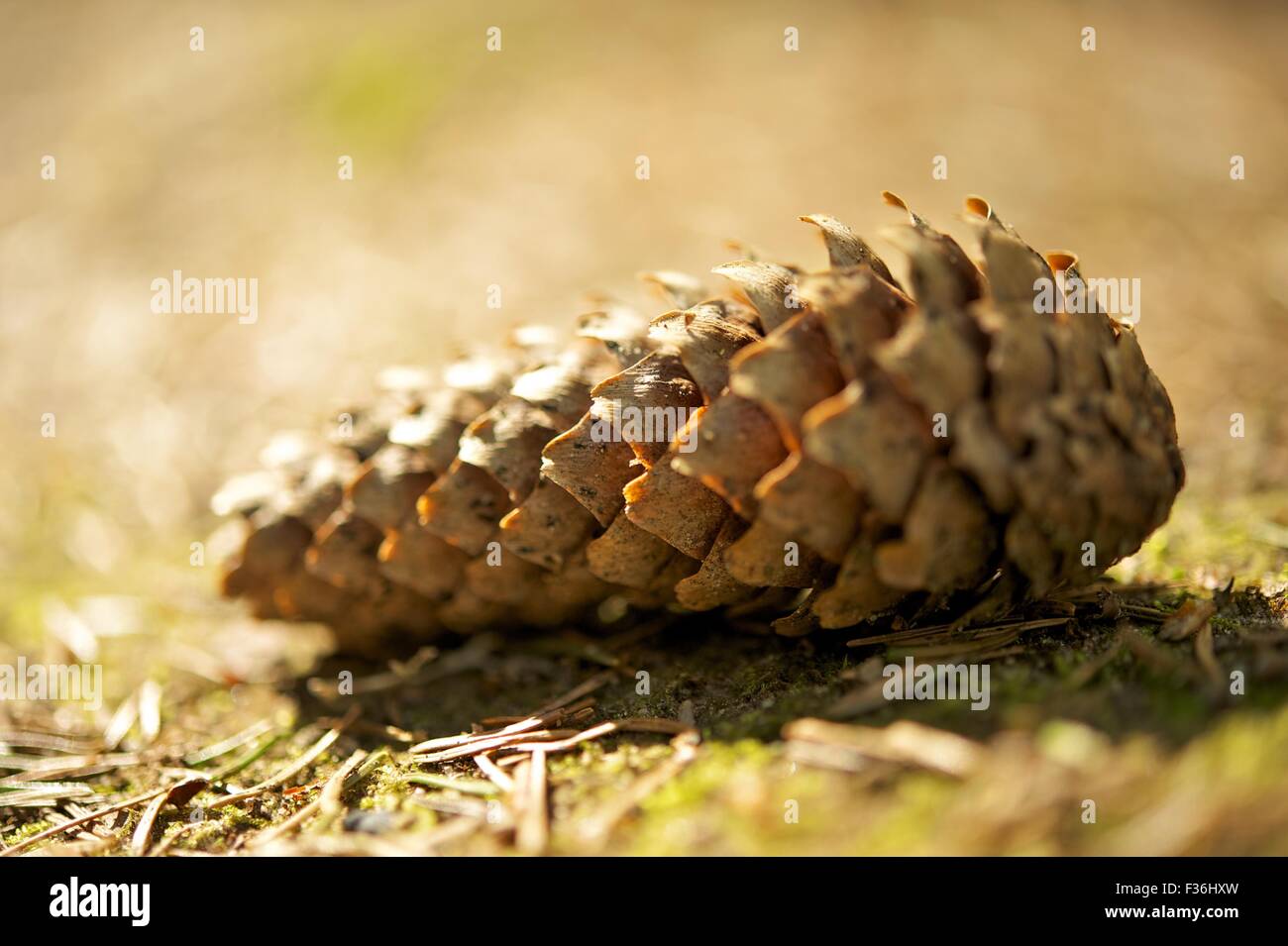 Close-up of a cone Stock Photo - Alamy