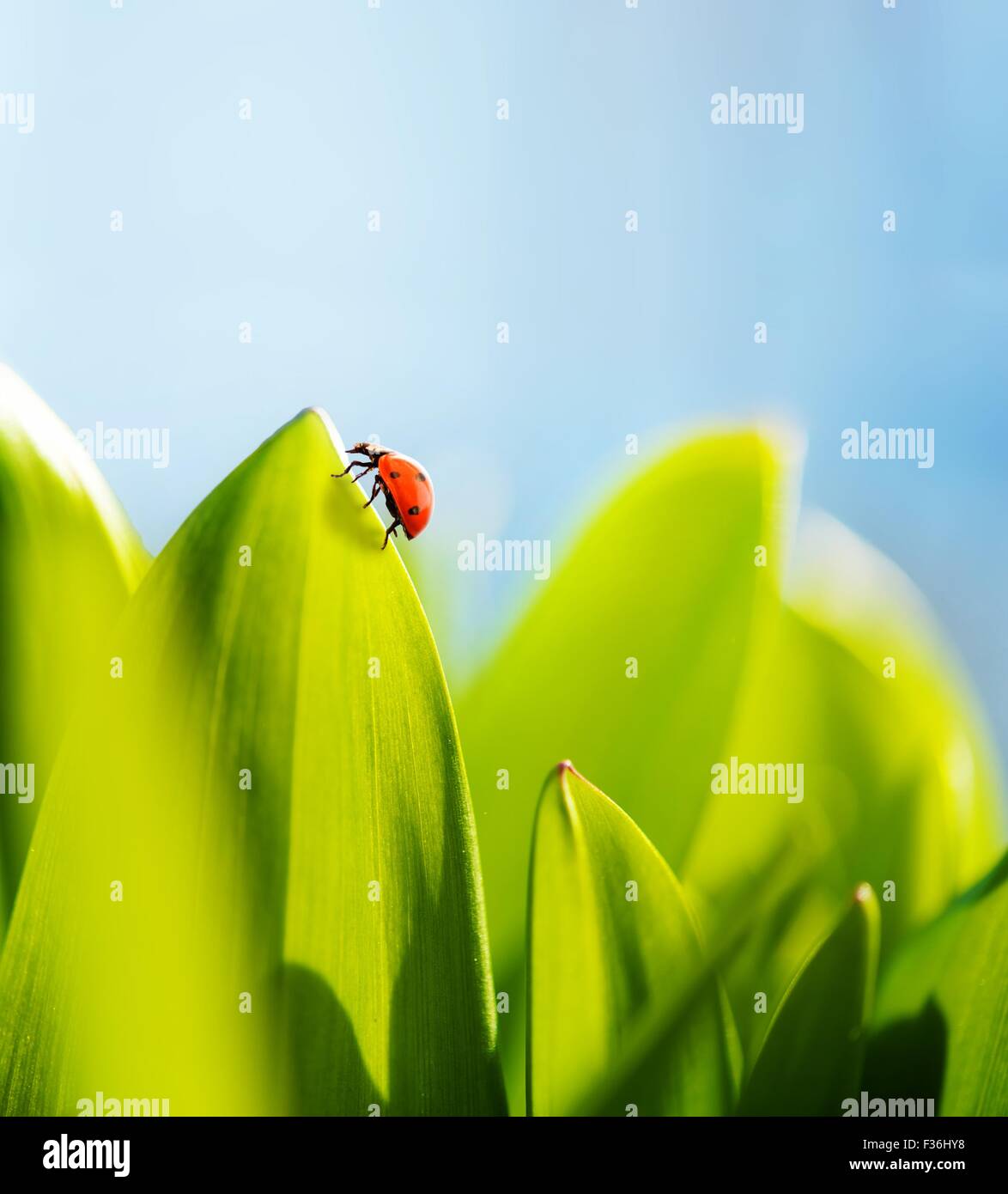 Bright glow insect grass hi-res stock photography and images - Alamy