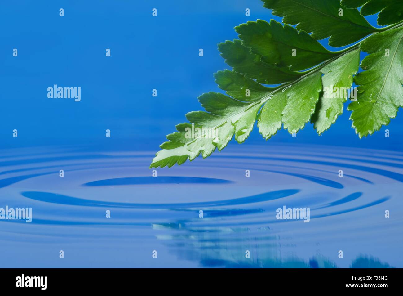 Leaf in the waves hi-res stock photography and images - Alamy
