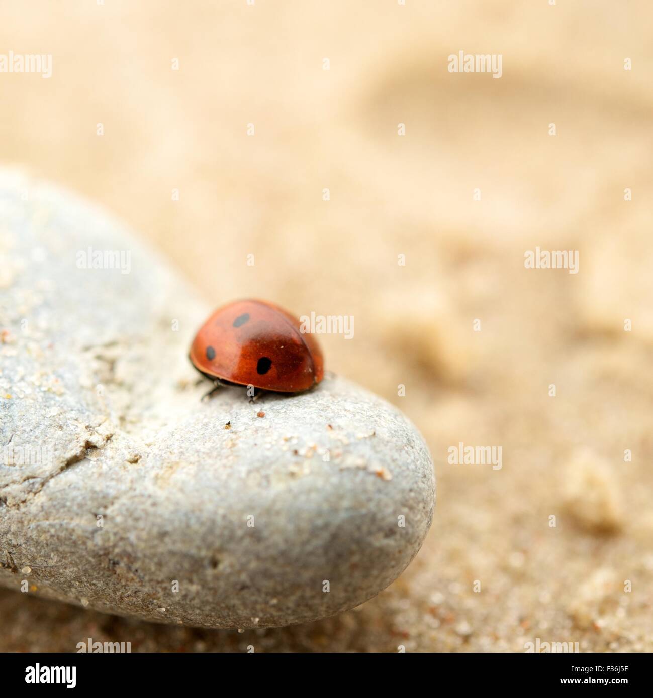 Ladybug sitting on a rock Stock Photo - Alamy