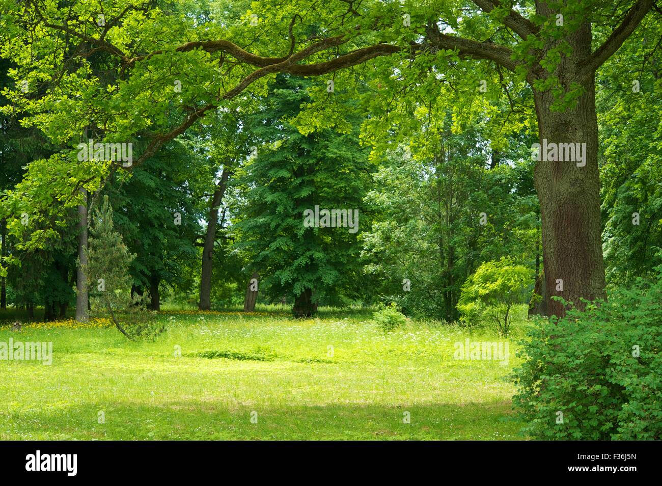 Beautiful forest landscape Stock Photo - Alamy