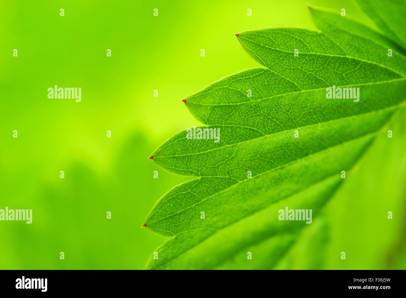 Beautiful green leaf close-up Stock Photo - Alamy