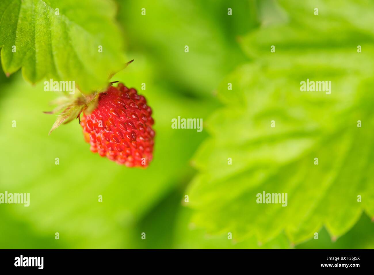 Raspberry sweet sunshine hi-res stock photography and images - Alamy